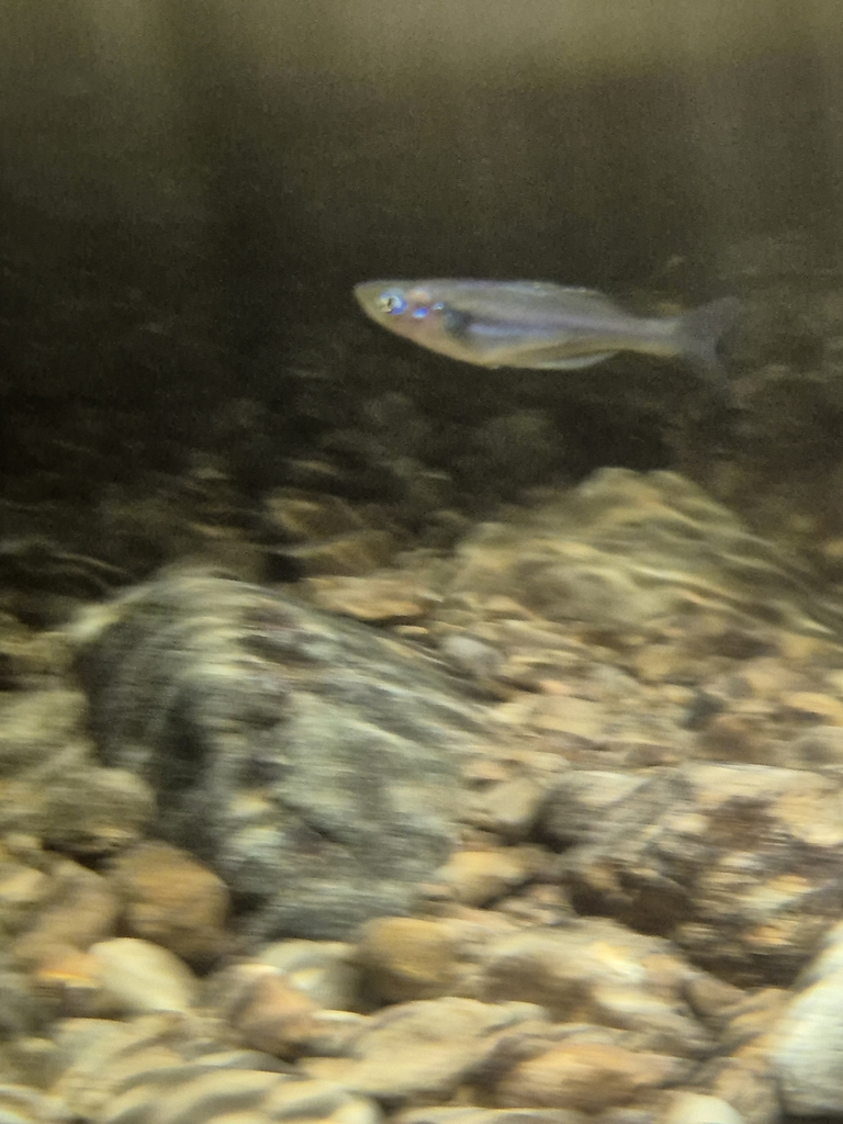 Sorong Rainbowfish (Melanotaenia fredericki) - Marine Life Identification