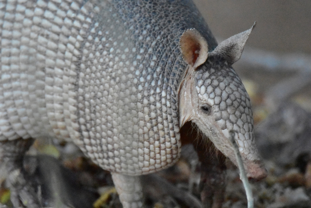 Nine-banded Armadillo from Mazatlán, Sin., México on April 29, 2019 at ...