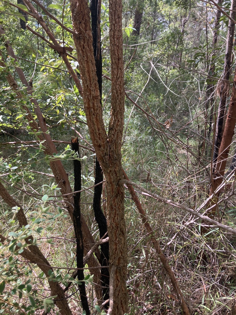 Forest sheoak from Esk, AU-QL, AU on April 27, 2024 at 11:13 AM by ...