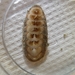 Hanley's Mail-shell (Hanleya hanleyi) · iNaturalist