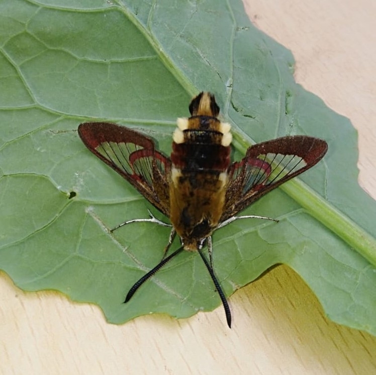 Broad-bordered Bee Hawkmoth from 3720 Madail, Portugal on May 1, 2024 ...