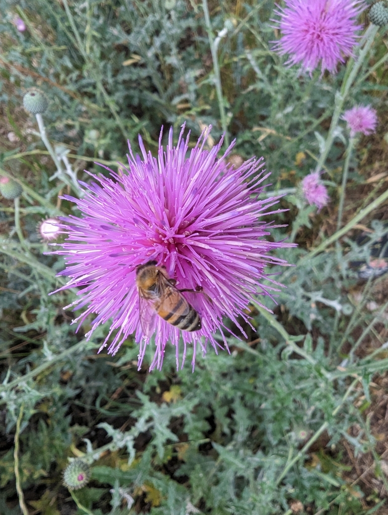 Texas Thistle from Bastrop County, US-TX, US on May 2, 2024 at 08:30 AM by Patricia Todd ...