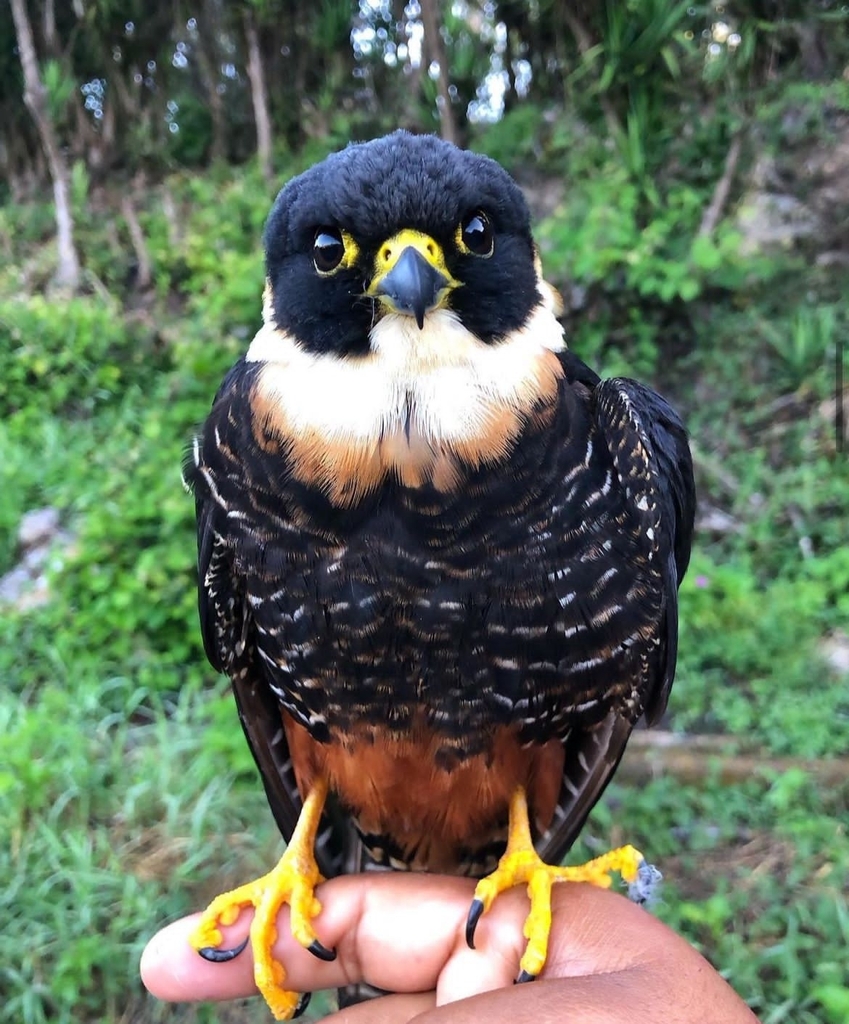 Bat Falcon from 5X47+CFG, Marcala, La Paz, Honduras on March 30, 2024 ...