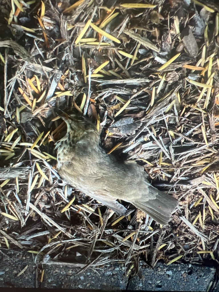 Swainson's Thrush from Johnson County Community College, Overland Park, KS, US on May 2, 2024 at ...