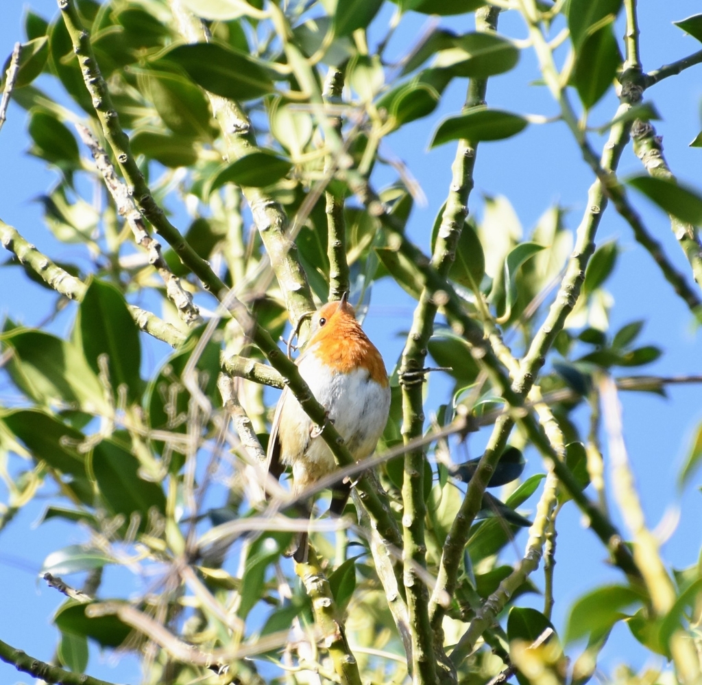 European Robin from Bishopdown, Salisbury SP1, UK on April 20, 2024 at ...