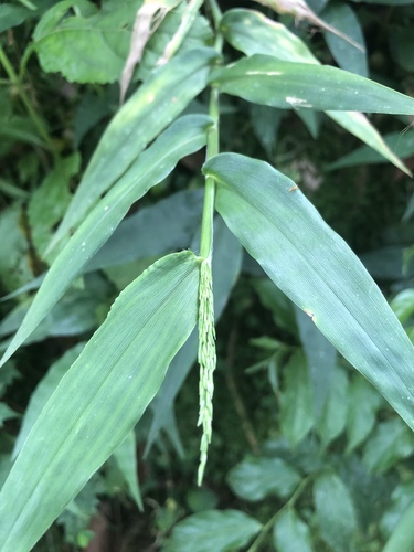 Tribe Olyreae · iNaturalist