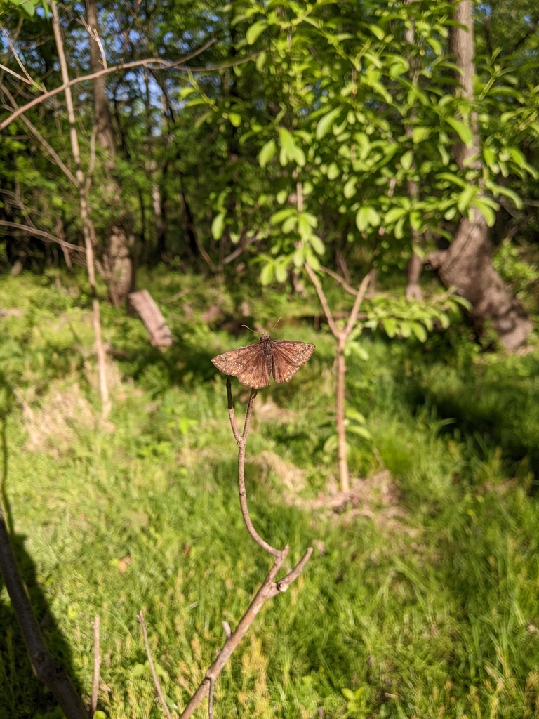 Duskywings from Squirrel Hill South, Pittsburgh, PA, USA on May 2, 2024 ...