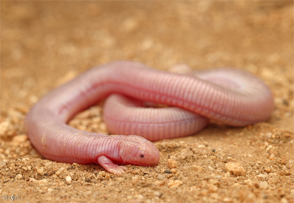 Five-toed Worm Lizard in April 2024 by Jake Scott · iNaturalist