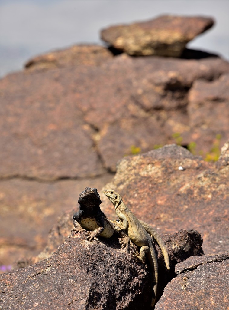 Common Chuckwalla from Santa Rosa Mountains, California, USA on March ...