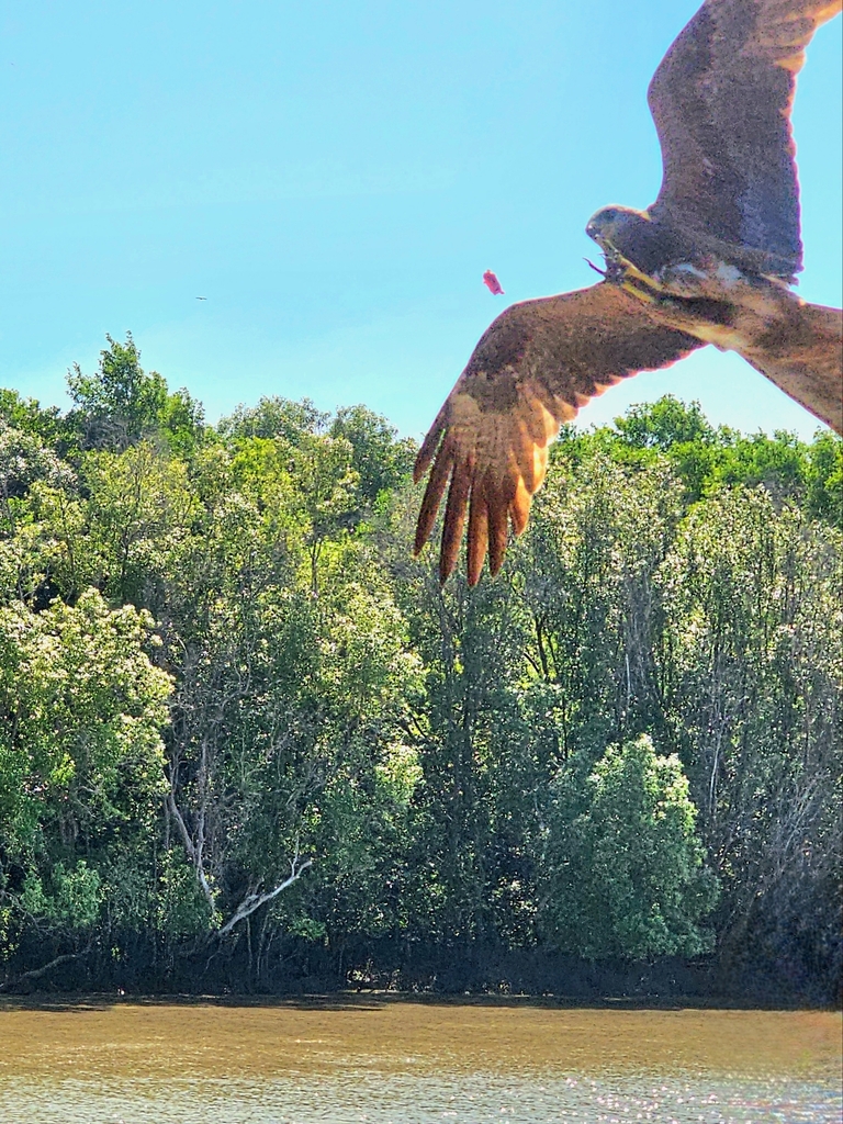 Black Kite from CF7Q+66F Djukbinj National Park, Marrakai NT 0822 ...