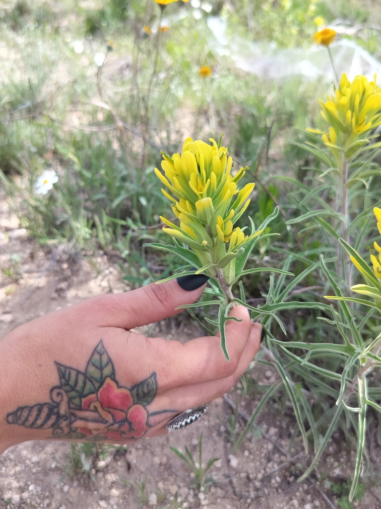 Lemon Paintbrush from Clyde, TX 79510, USA on April 7, 2024 at 11:23 AM ...