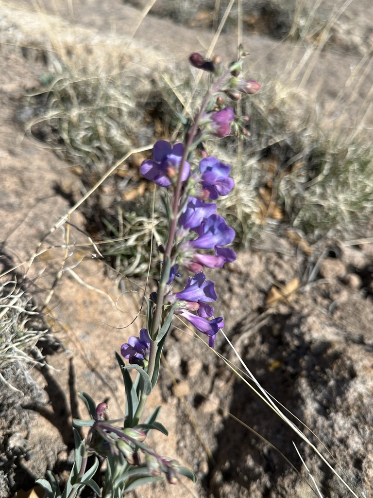 Sidebells Penstemon from Santa Fe National Forest, Los Alamos, NM, US ...