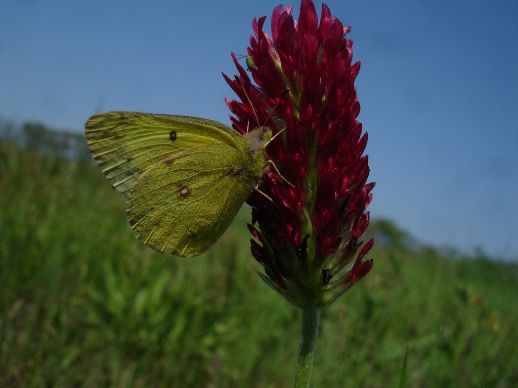 Clouded Sulphur from Cape May (general) on May 7, 2008 at 03:10 PM by ...