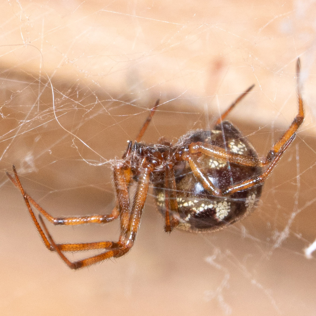 False Widow Spiders from Mission, TX, USA on April 26, 2024 at 05:15 PM ...