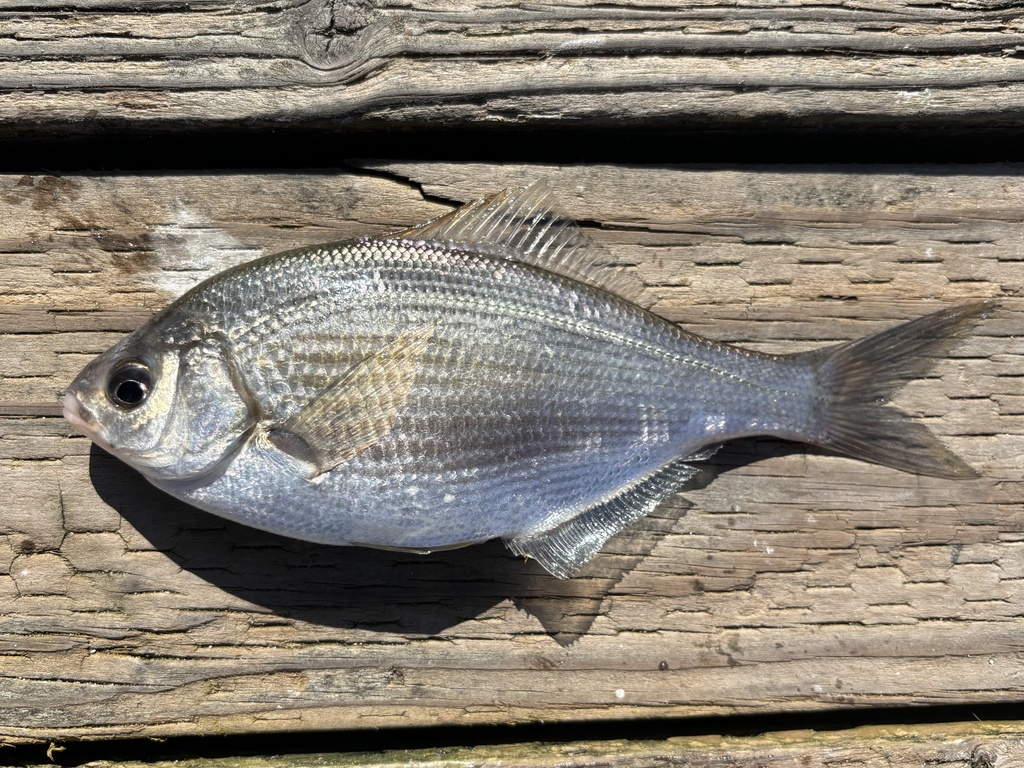 White Surfperch in May 2024 by prickly_sculpin · iNaturalist
