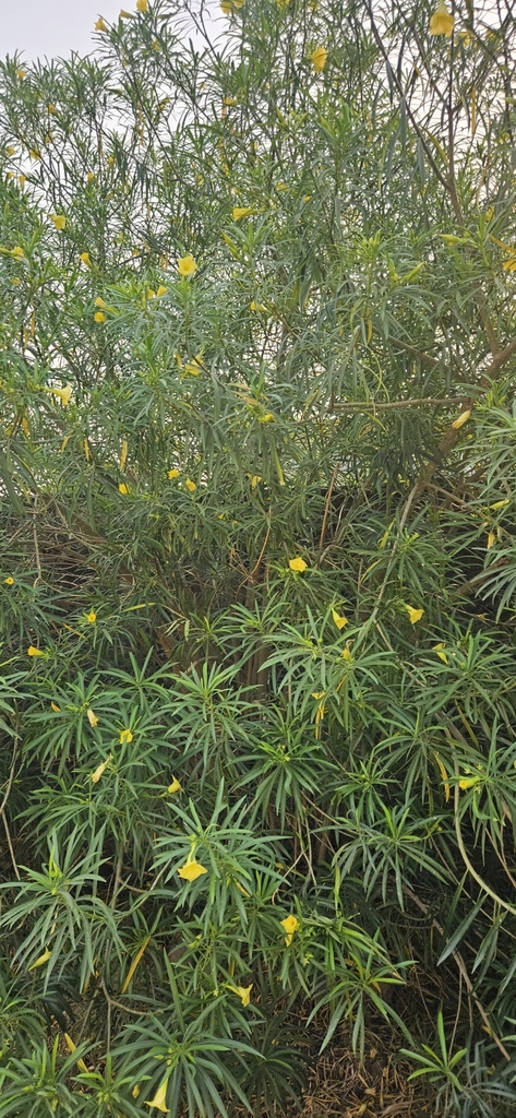 Be-still tree from Narsinghpur Arera, Uttarakhand 244715, India on May ...