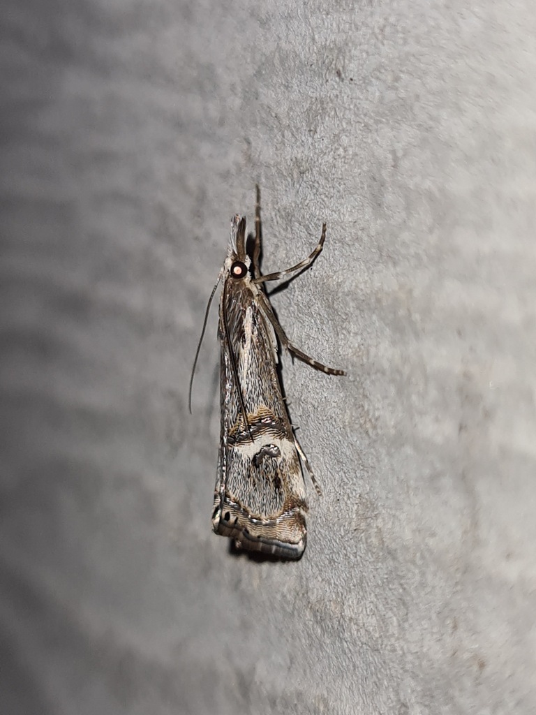 Pasture Webworm from Ledge Point WA 6043, Australia on April 9, 2023 at ...
