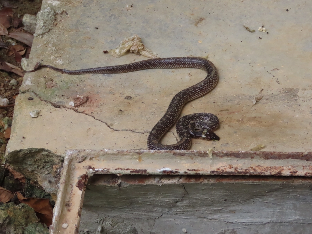 Common Wolf Snake from Kuala Selangor, Selangor, Malaysia on January 9 ...