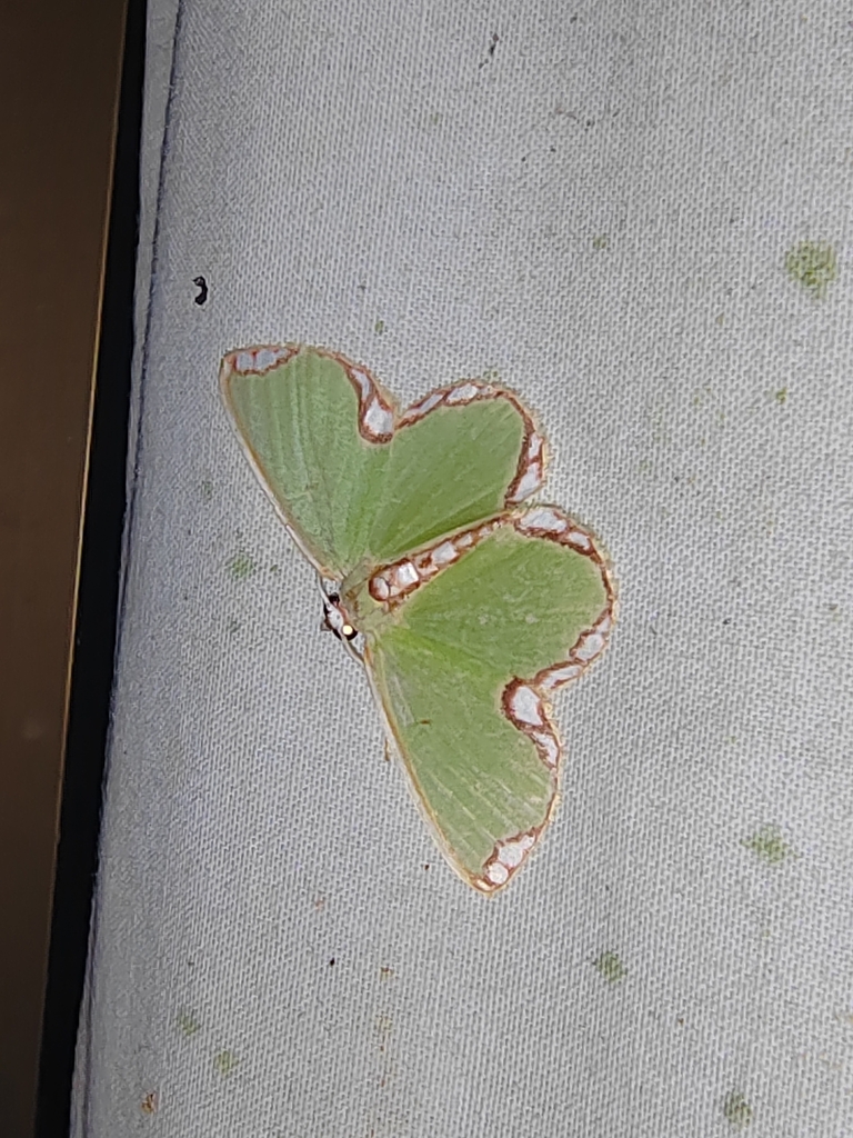 Emerald Moths from C7PQ+GV, Alajuela Province, San Ramón, Costa Rica on ...