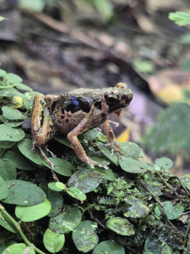 Hylophorbus rufescens in May 2024 by Jono Dashper · iNaturalist