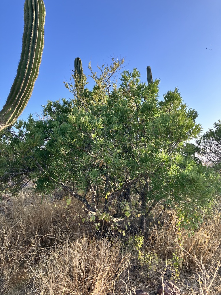 Lollipop Tree from La Paz, B.C.S., MX on May 2, 2024 at 05:41 PM by ...