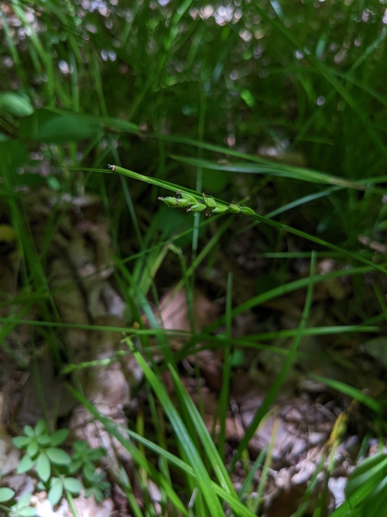 Ravine Sedge in May 2024 by Eric Ungberg · iNaturalist