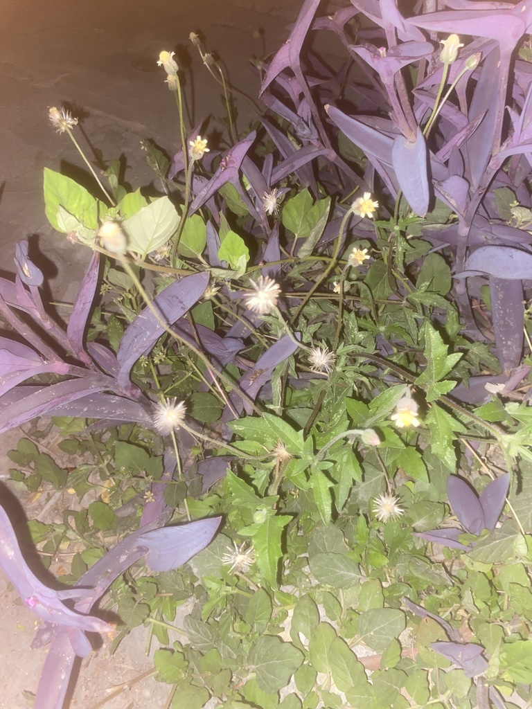 Hierba del toro desde Avenida las Puentes, San Nicolás de los Garza, N ...