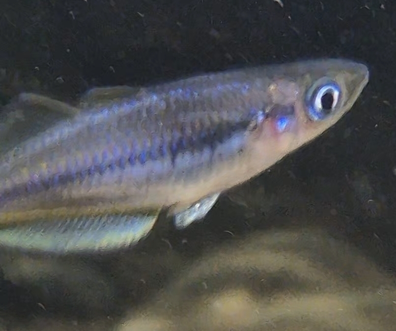 Sorong Rainbowfish (Melanotaenia fredericki) - Marine Life Identification