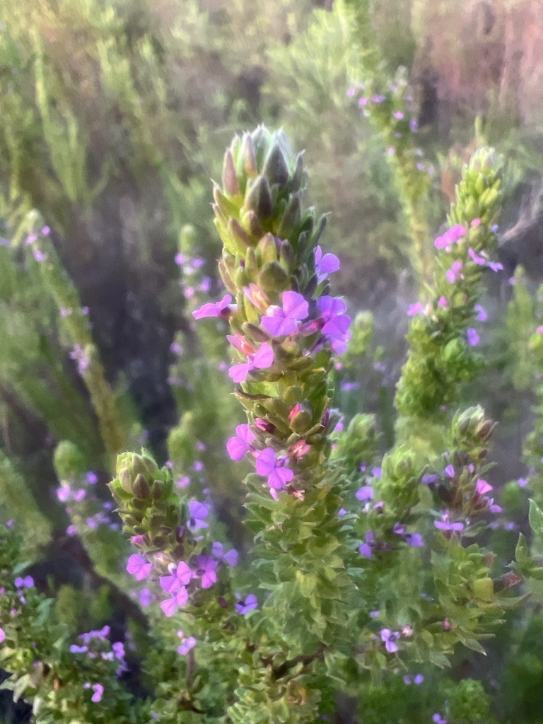 Foxy Purplegorse from Knysna Rural, WC, ZA on May 3, 2024 at 07:21 AM ...