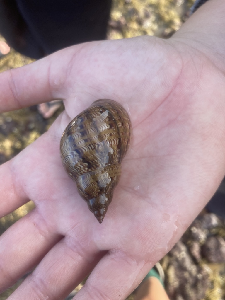 Painted-lady Pheasant Shell from Tulum Ct, Balnarring Beach, VIC, AU on ...