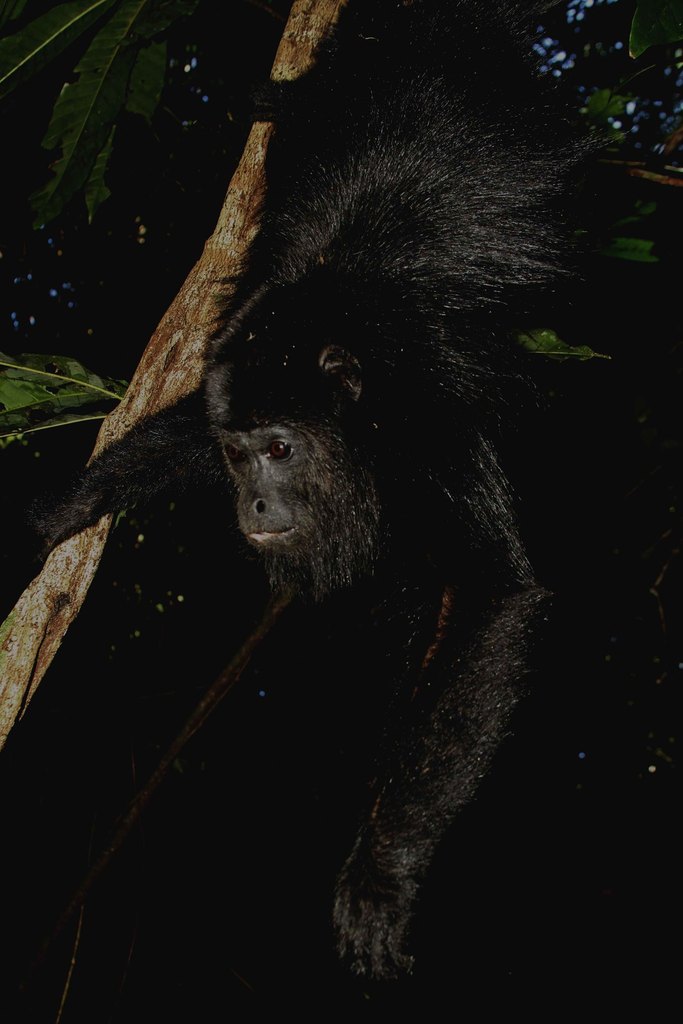 Yucatán Black Howler Monkey from Parque Nacional Palenque on February ...