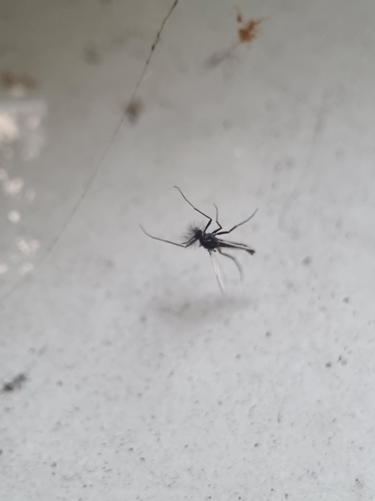 Winter Midges from Harrow HA3, UK on May 2, 2024 at 04:55 PM by Phillip ...