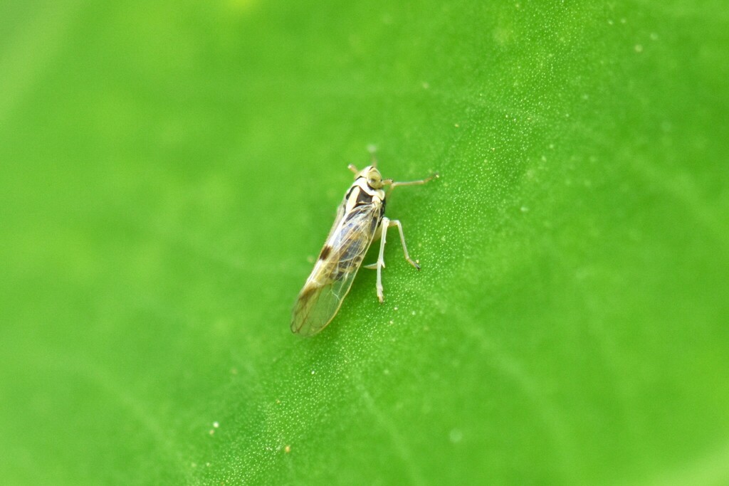 White-backed Planthopper from Dosdewa Forest Trail on April 15, 2023 at ...