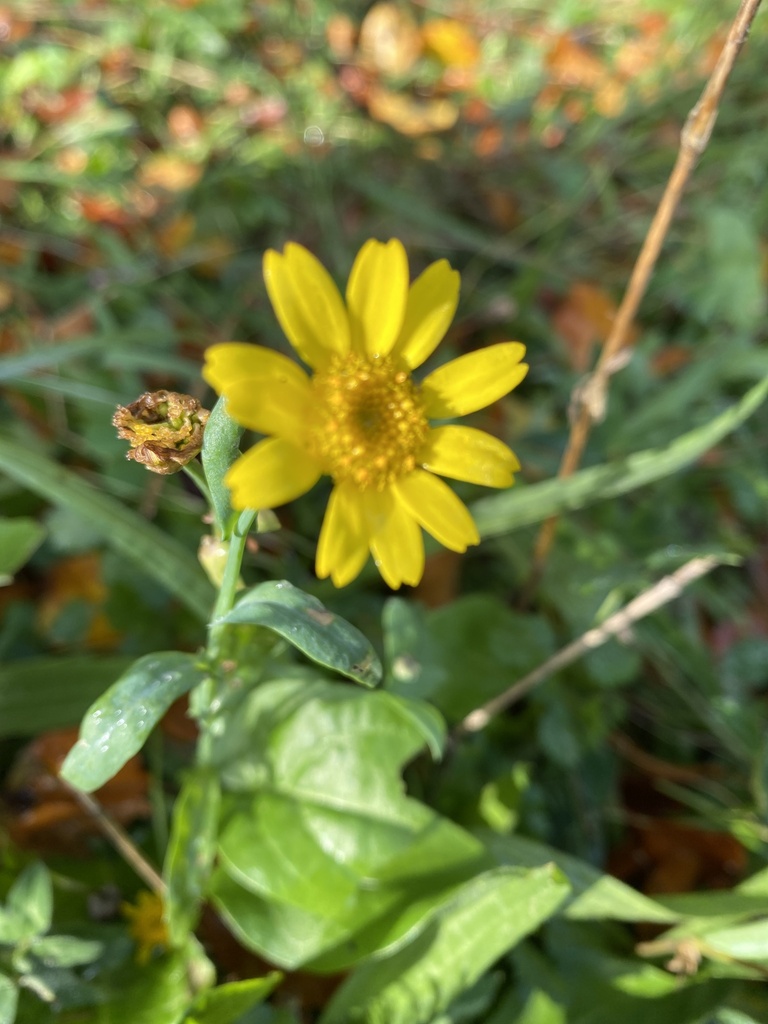 Corn Marigold from Smithills Hall, Bolton, England, GB on October 26 ...