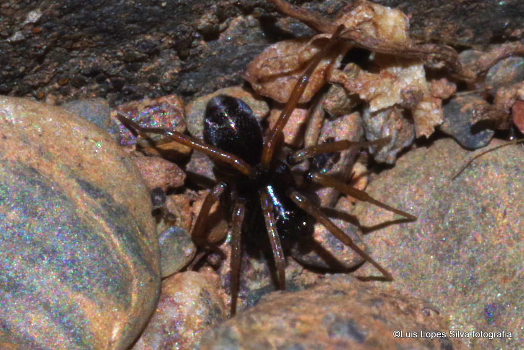 Ant Spiders from Loulé, Portugal on May 2, 2024 at 06:35 PM by Luis ...