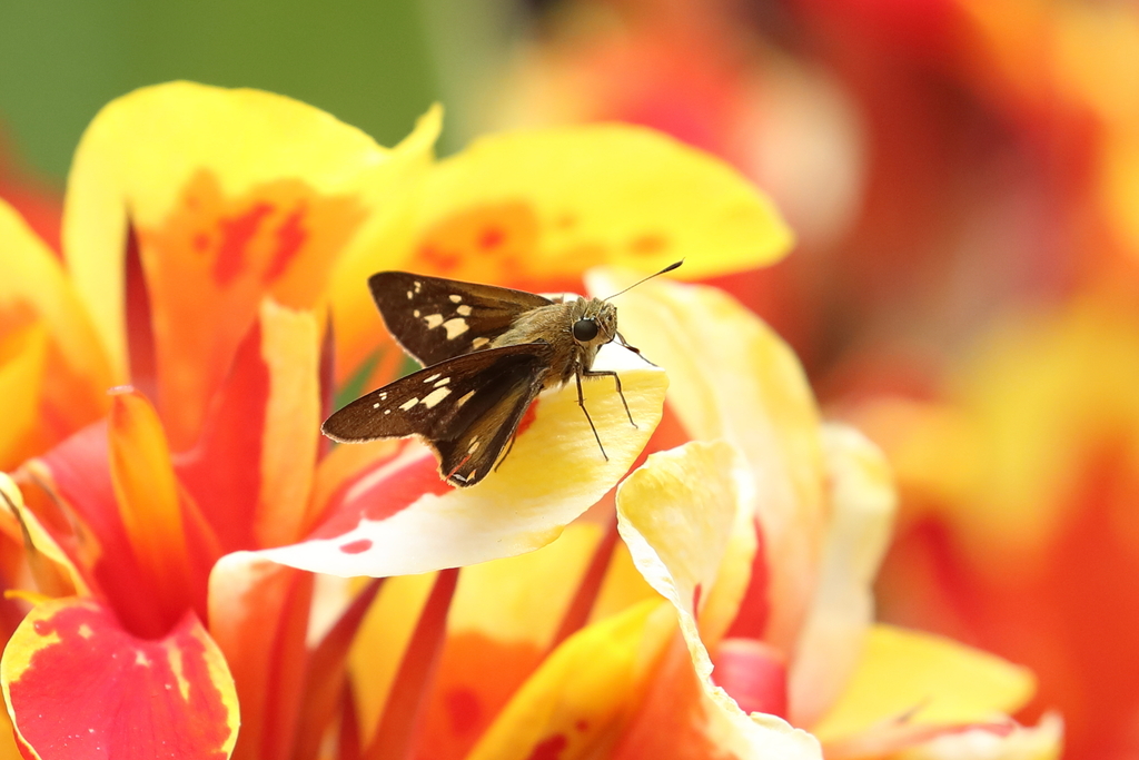 Yellow swift from Darwin NT, Australia on October 1, 2023 at 10:45 AM ...