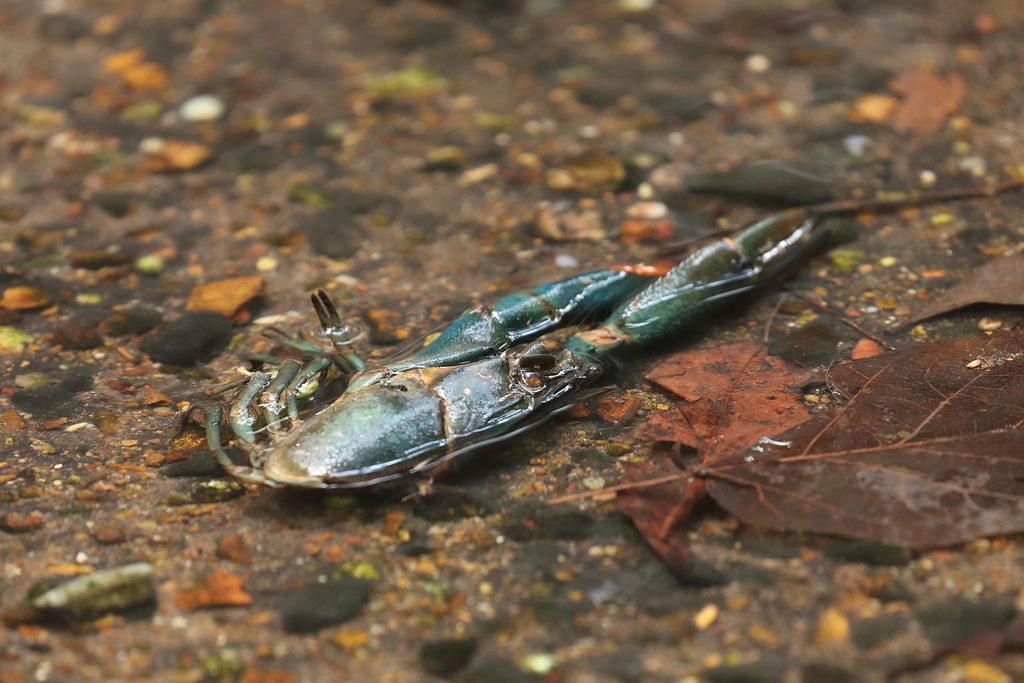 Australian red claw crayfish from Holmes NT 0812, Australia on October ...