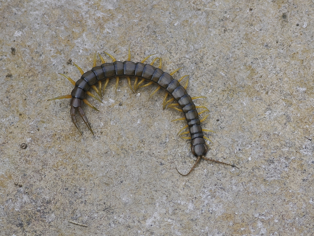 Mediterranean Banded Centipede from Central Macedonia, Greece on May 2 ...