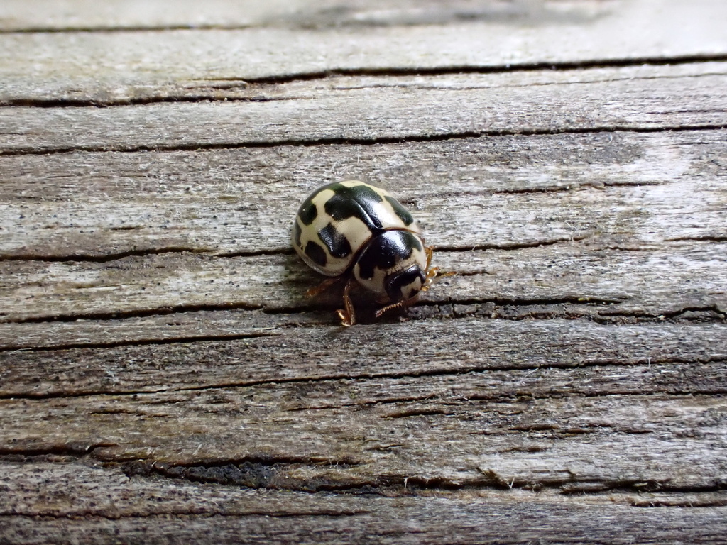 Fourteen-spotted Lady Beetle in May 2024 by King Chan · iNaturalist