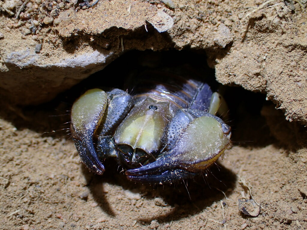 Karoo Burrowing Scorpion from Garden Route District Municipality, South ...
