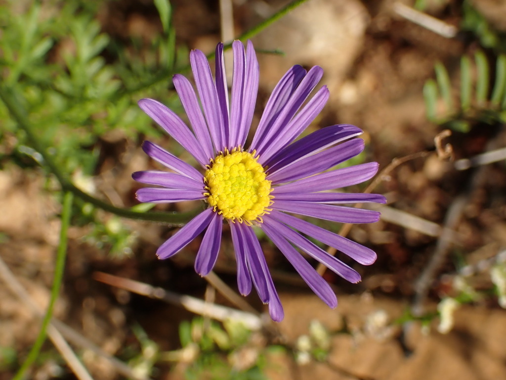 Snake Root from Garden Route District Municipality, South Africa on ...