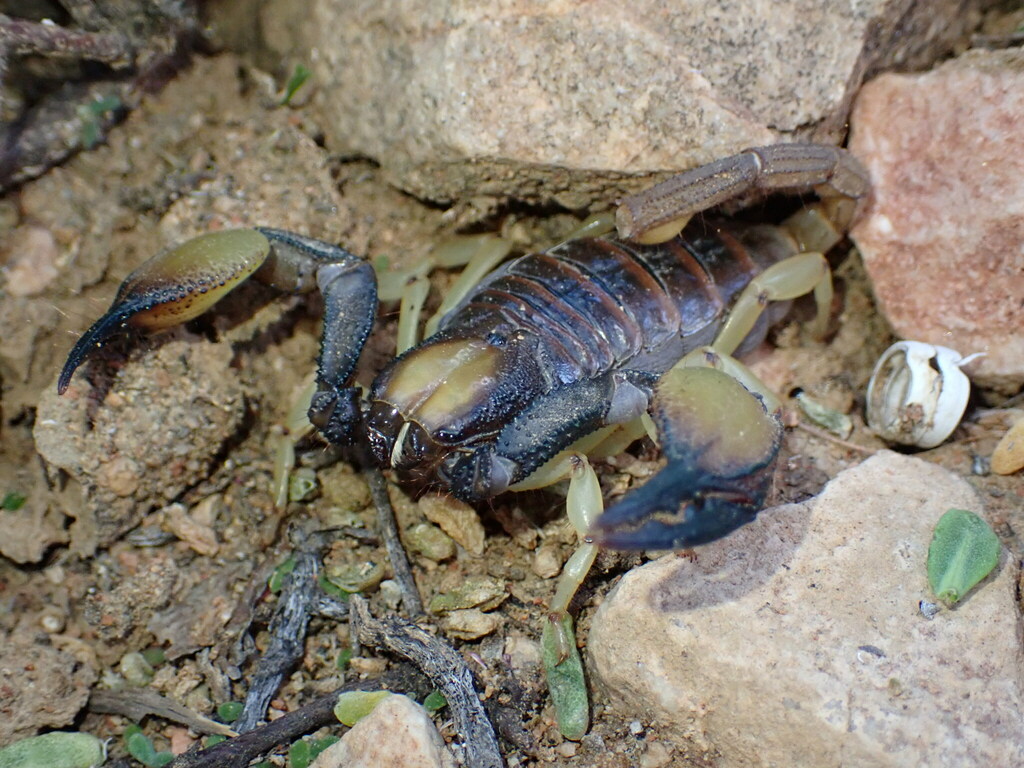 Karoo Burrowing Scorpion from Garden Route District Municipality, South ...