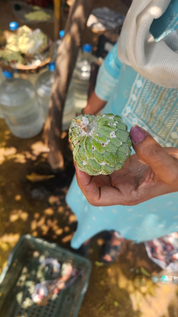 Sweetsop from Rail Marutham Nagar, Simmakkal, Madurai Main, Madurai ...