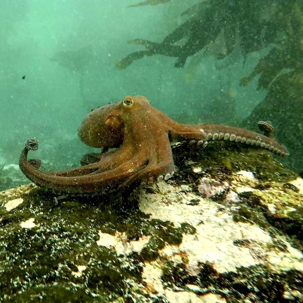 Common Octopus from Windmill Beach on May 01, 2019 at 10:20 AM by Anna ...