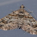 Apple Looper (Phrissogonus laticostata) · iNaturalist