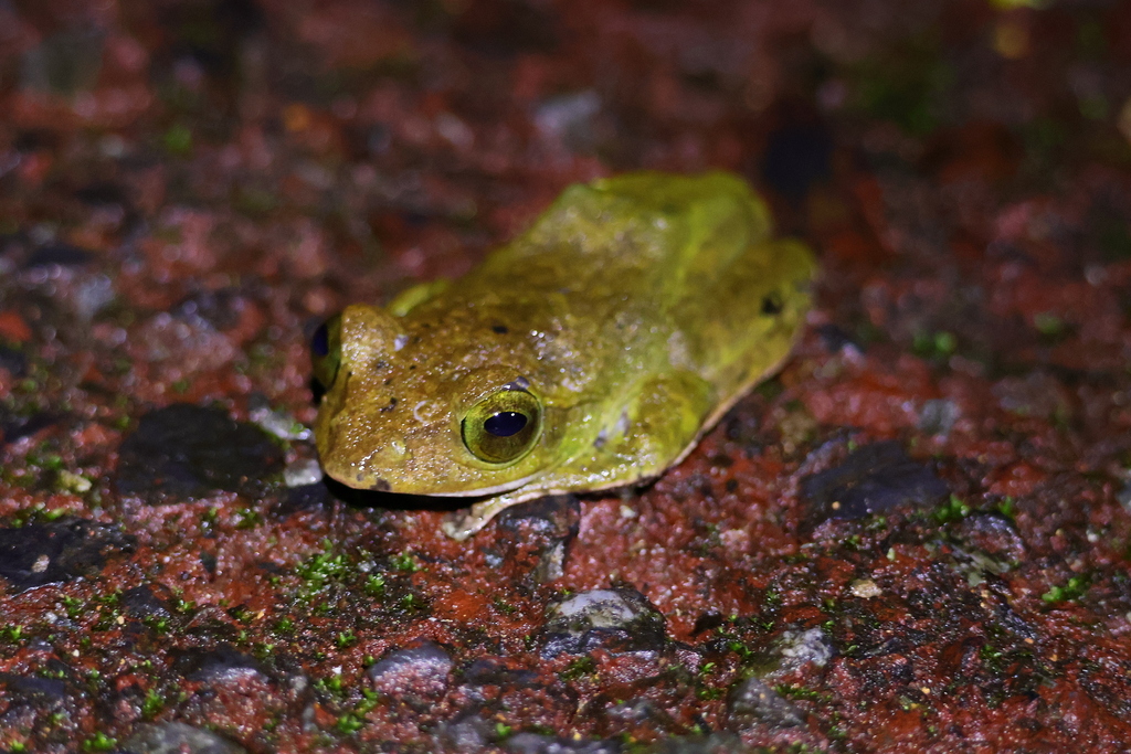 Amami Green Tree Frog from Nazesuehirocho, Amami, Kagoshima 894-0027日本 ...