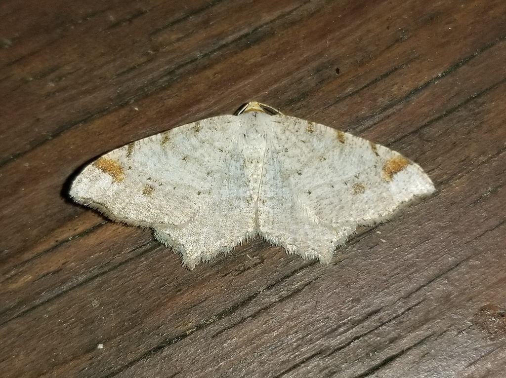 Red-headed Inchworm Moth from Fentress County, TN, USA on May 2, 2024 ...