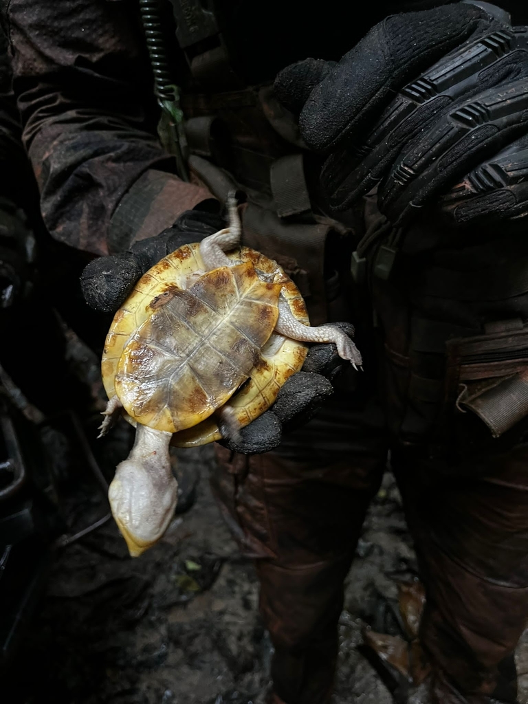 Guyanan Toad-headed Turtle from 97354, Guyane française on May 2, 2024 ...