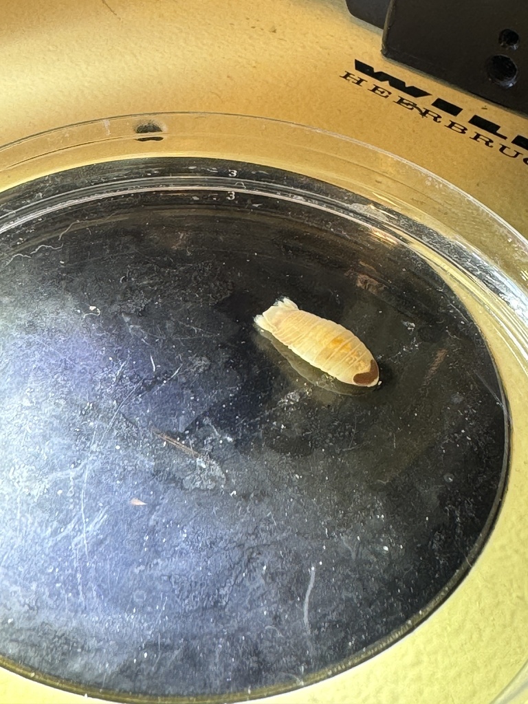 Aega bicarinata from Nord-Atlanteren, Møkster, 46, NO on May 3, 2024 at ...