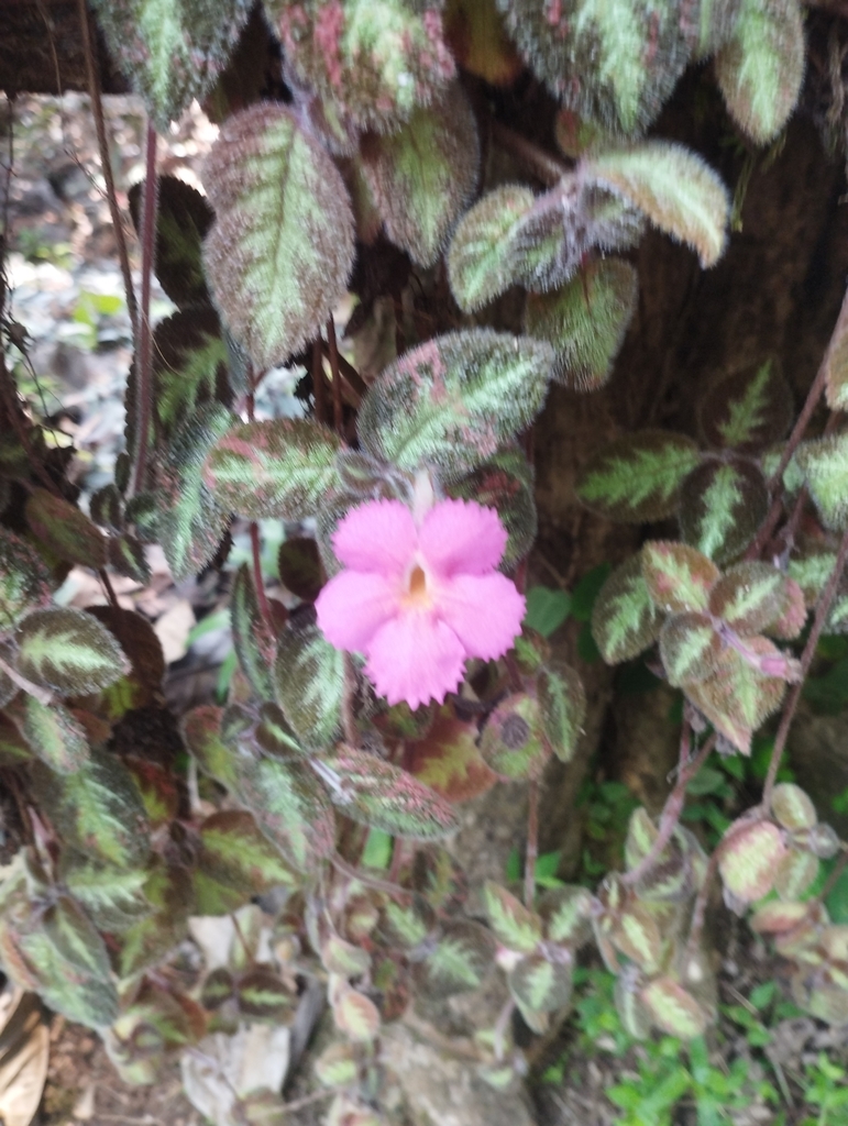 Episcia lilacina from PFHJ+9GQ, San José, Carara, Costa Rica on May 3 ...